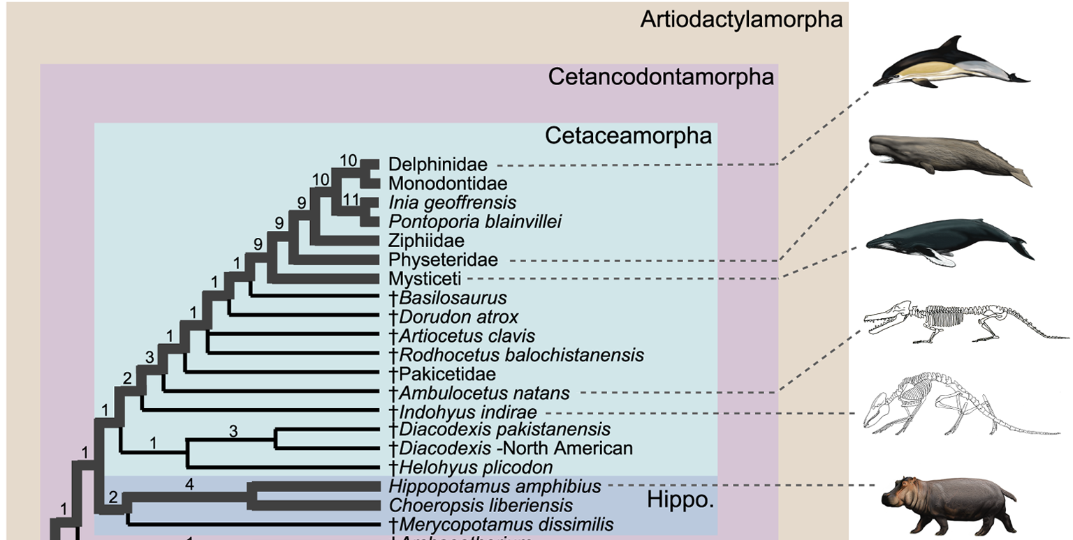 Evolutionary History | Narwhals: Endangered Species